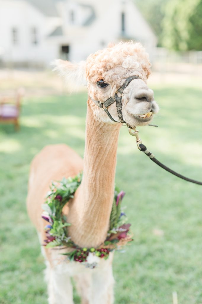 Edel Haus Alpaca Farm Wedding Photoshoot with Something Blue